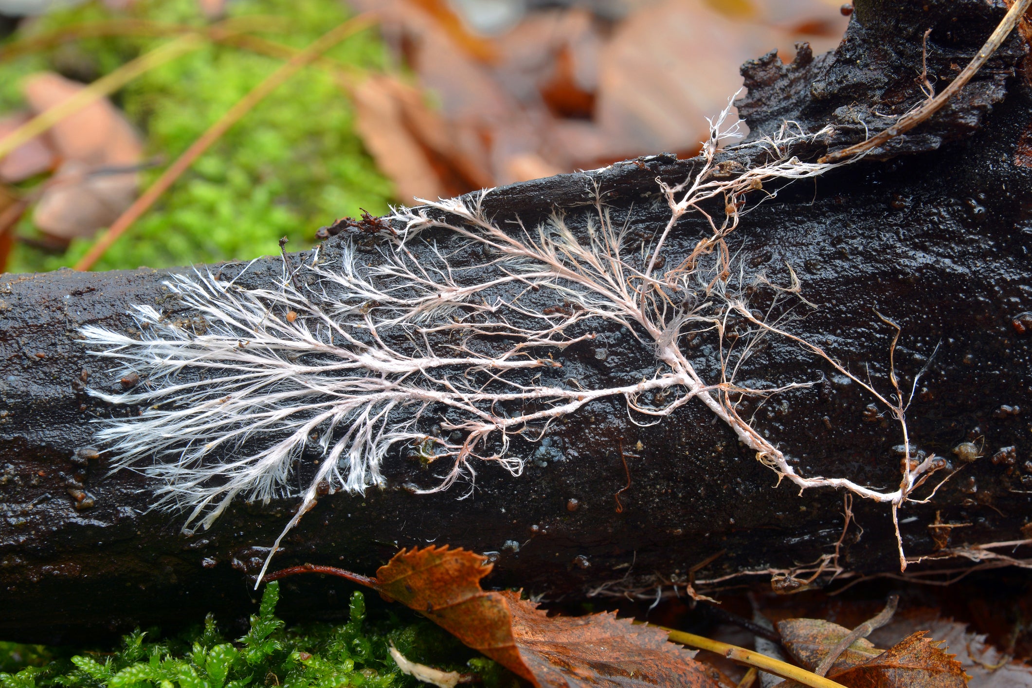 Mushroom Mycelium - Understanding Earth's Natural Internet – MycoHaus